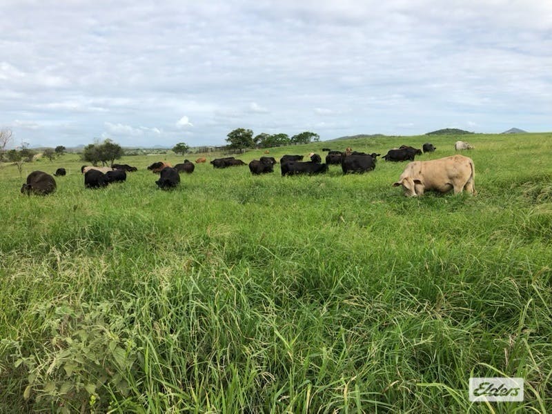 29 Milman Road, Milman, QLD, 4702 – Sold | Elders Real Estate