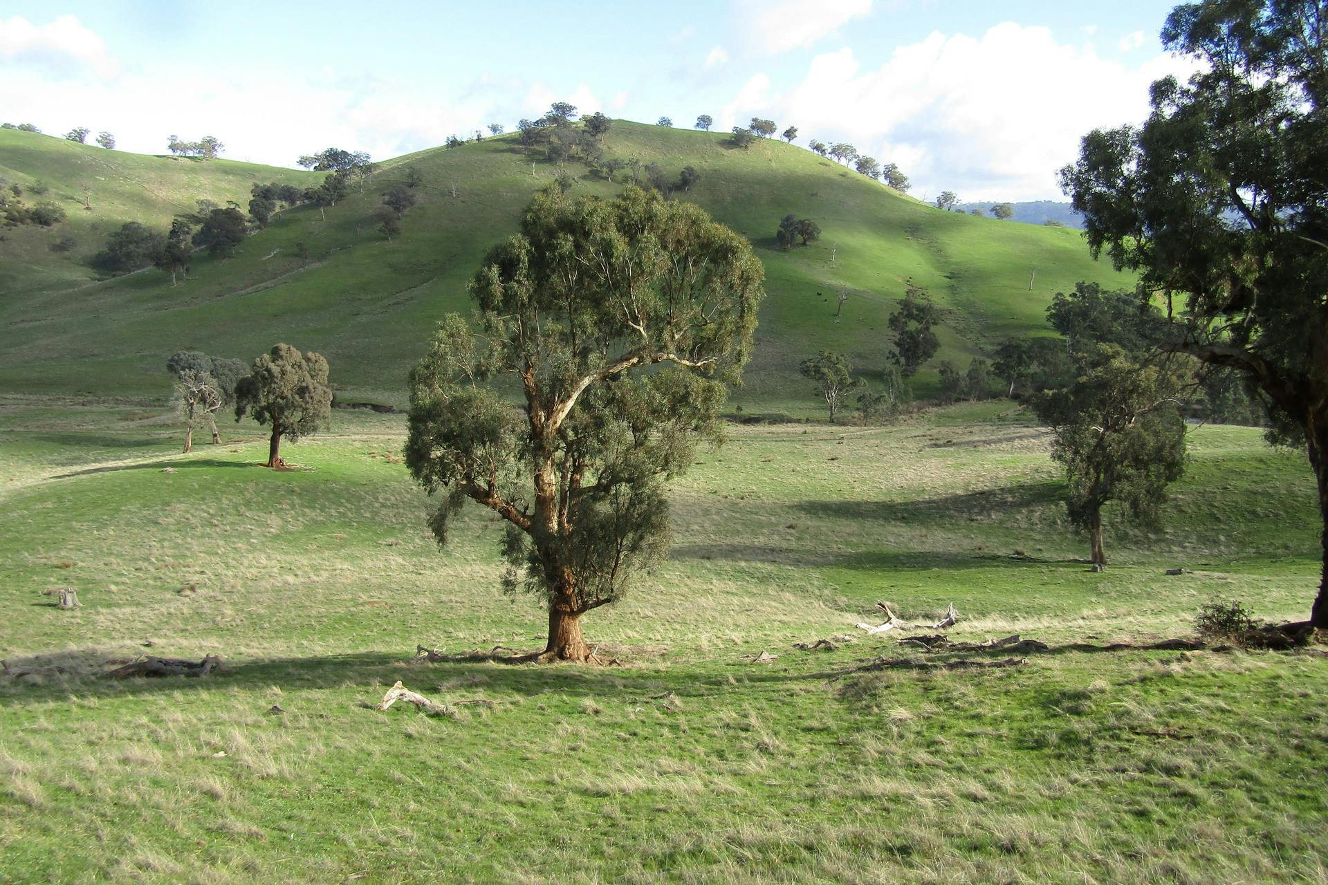 214 Taits Lane, Yarck, VIC, 3719 – Sold | Elders Real Estate