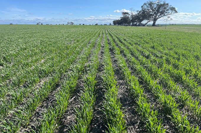 David Treeby, Rural Sales Representative | Elders Real Estate Albany