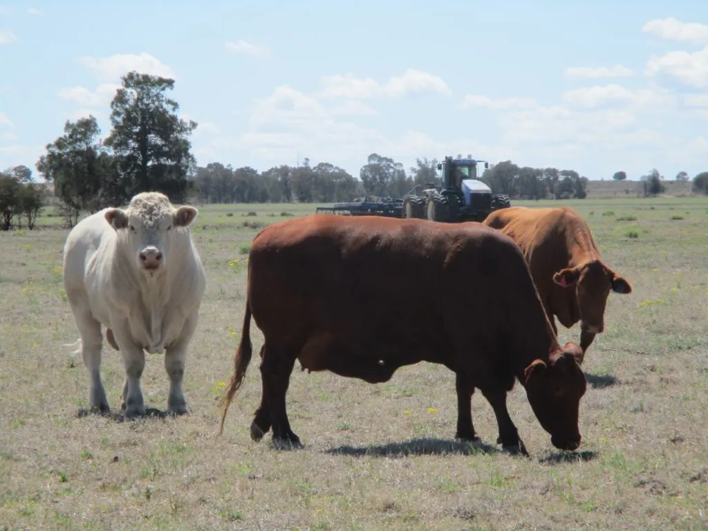 2480 Acres For Auction , The Gums, QLD, 4406 – Sold | Elders Real Estate