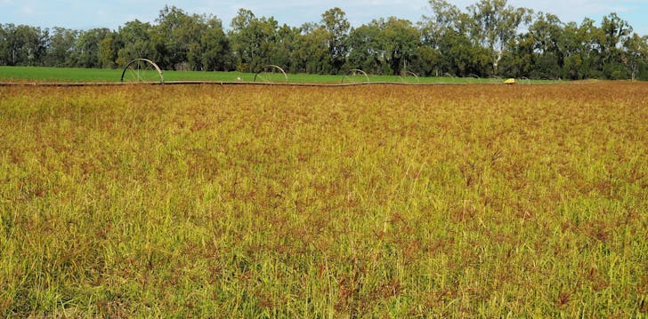 Rural Land & Properties For Sale | Elders QLD Rural Real Estate