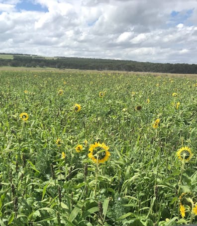 David Treeby, Rural Sales Representative | Elders Real Estate Albany